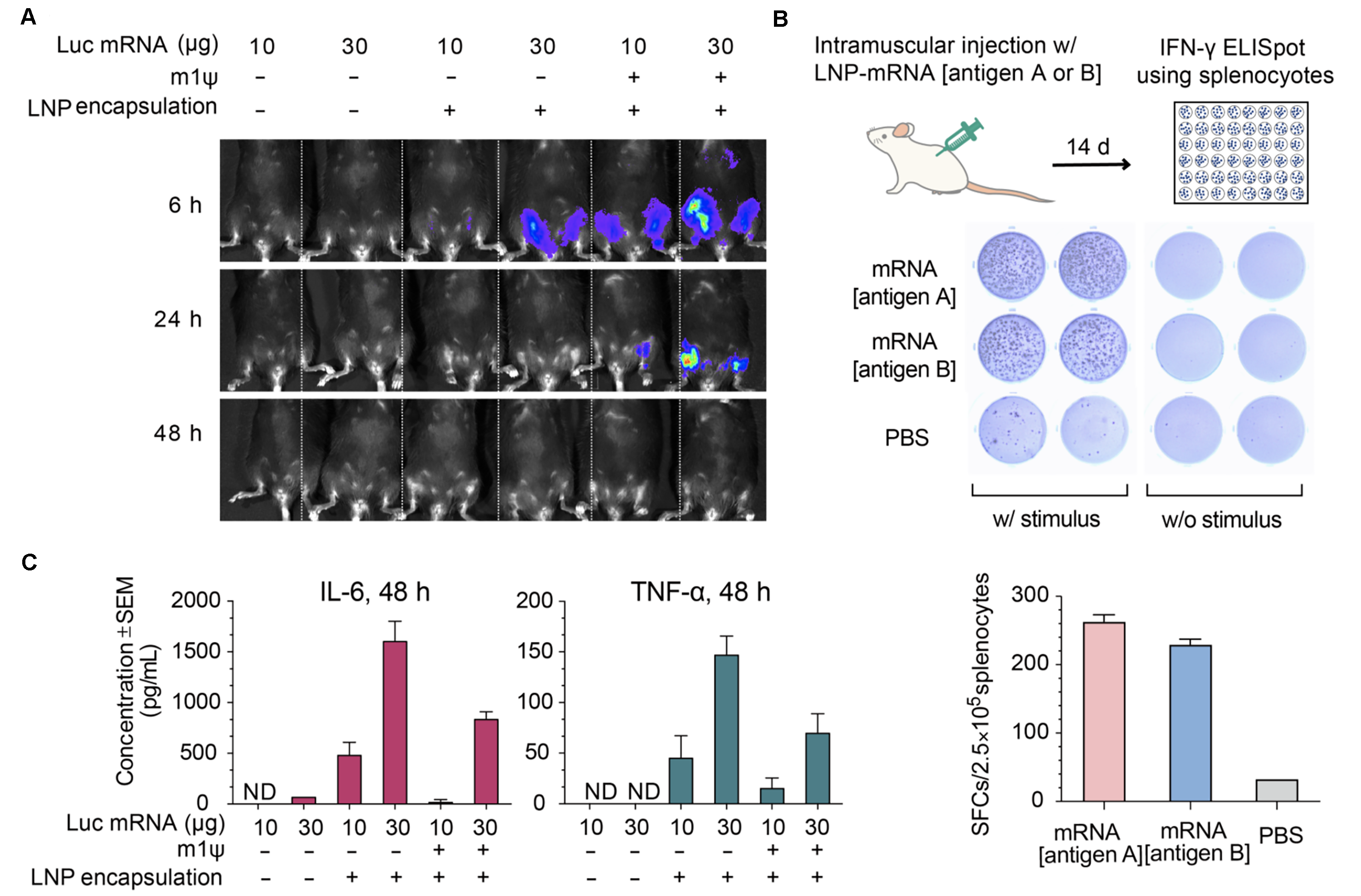Mrna Gene Delivery Solutions Vectorbuilder